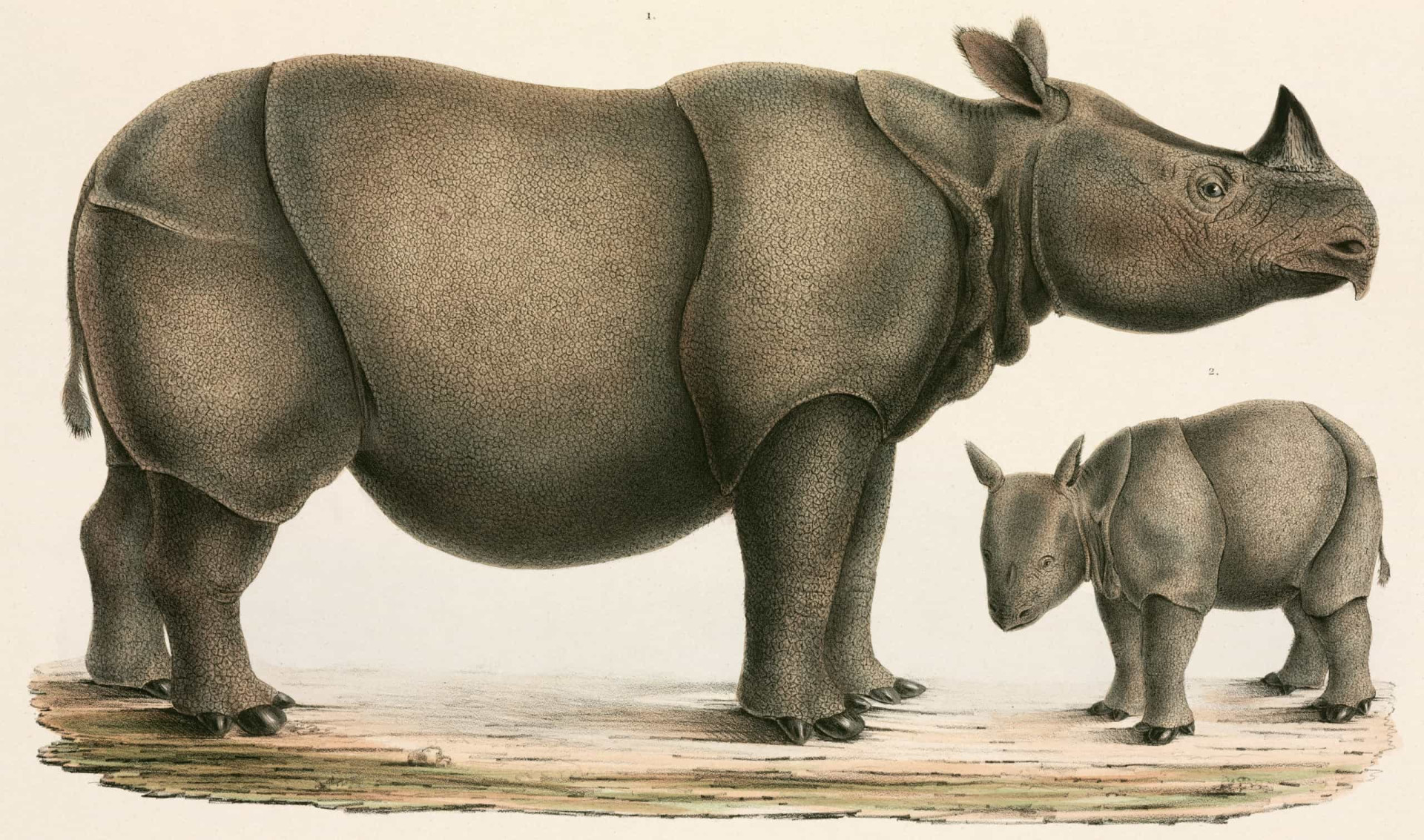 21世紀に絶滅した動物