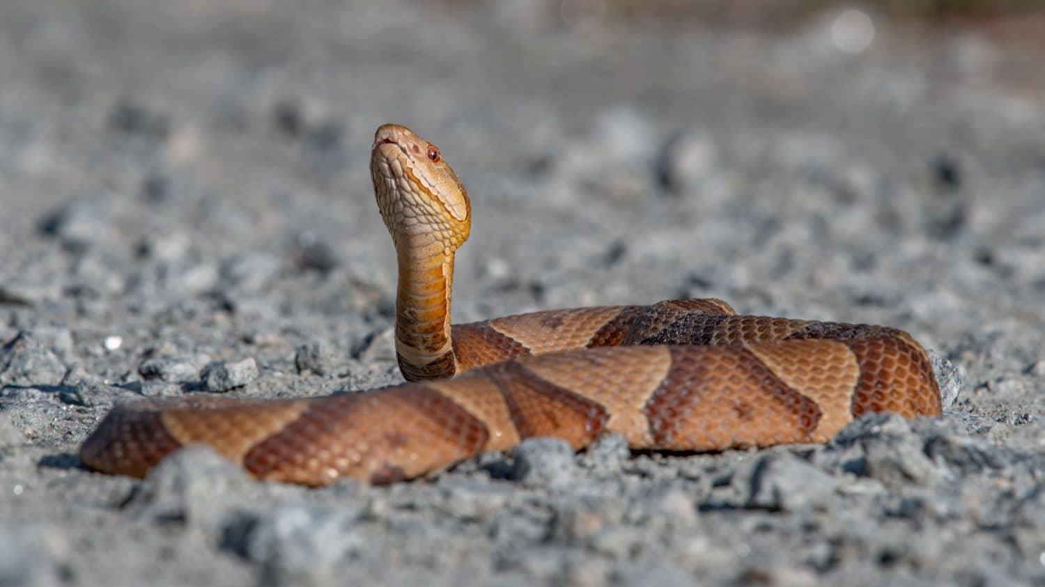 This Copperhead Snake Was Longer Than a Child