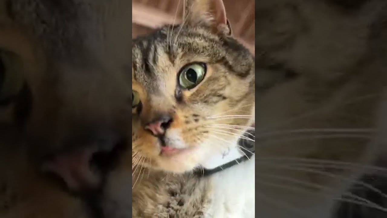 Barn Cat POV: Molly Murder Mittens