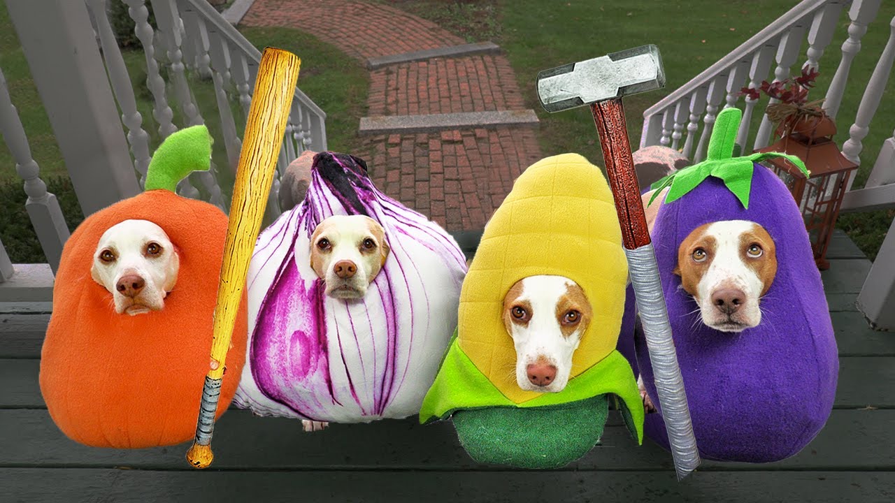Dogs steal neighbor's candy Halloween trick Maymo & friends