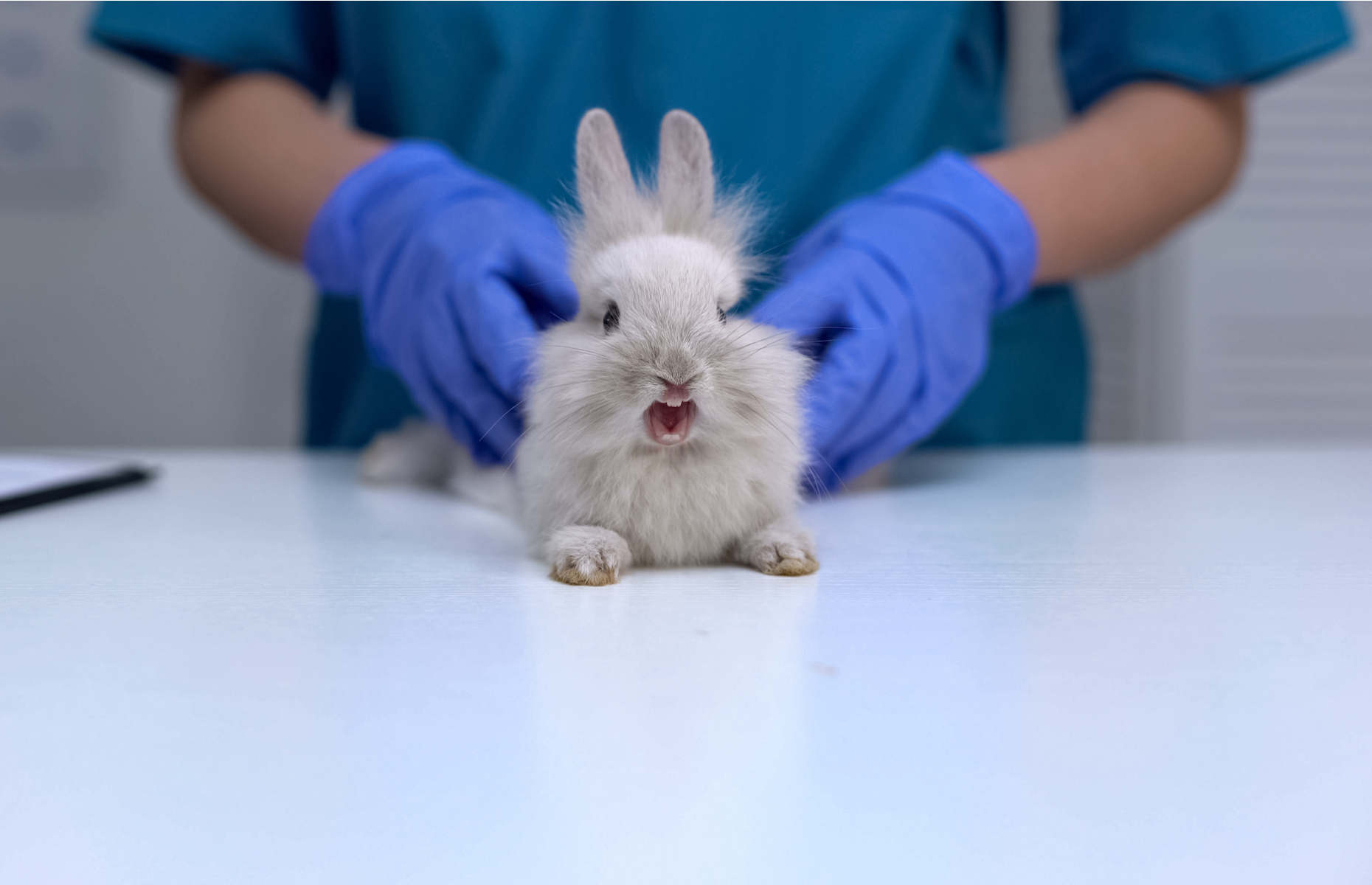 20 things vets wish you knew about your pet