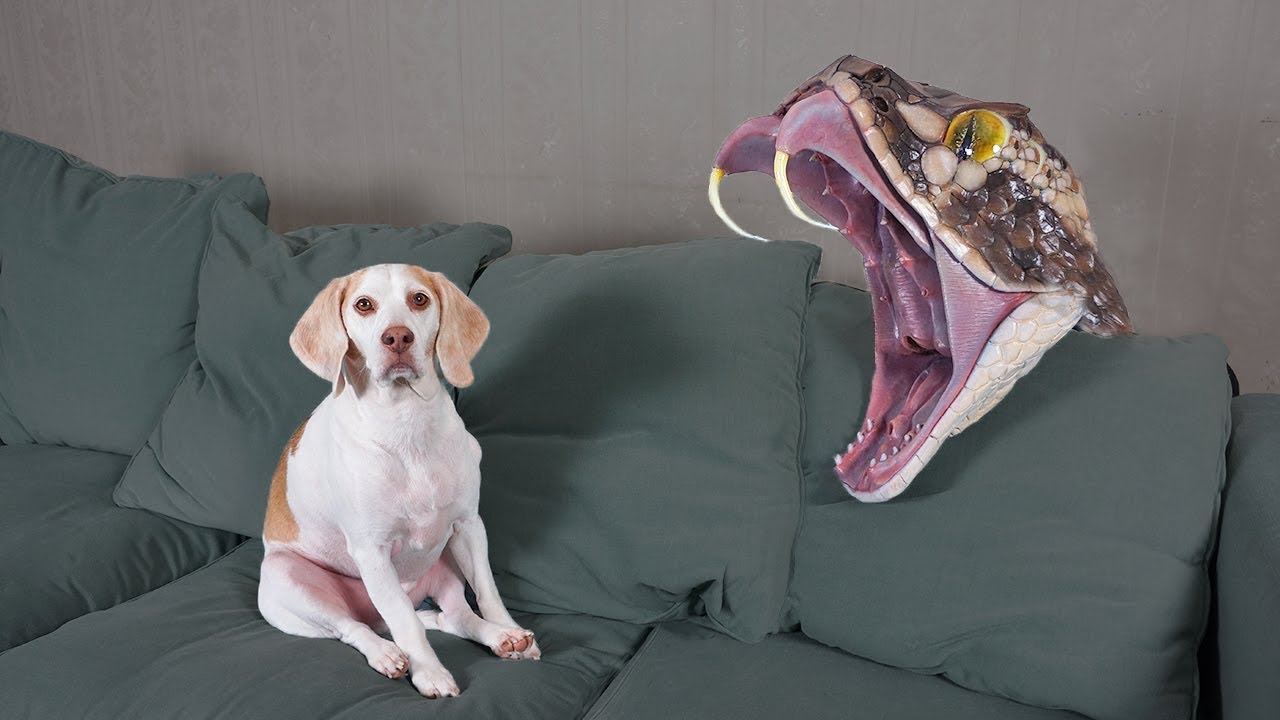 Dogs fight a giant snake and react hilariously