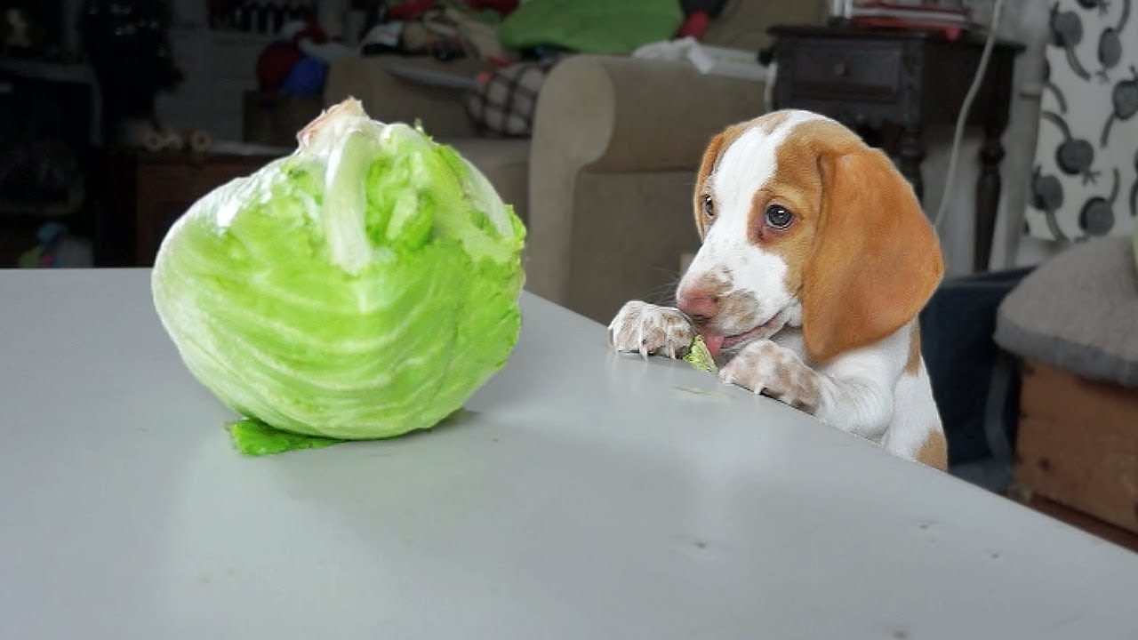 Clumsy puppy steals lettuce from the kitchen