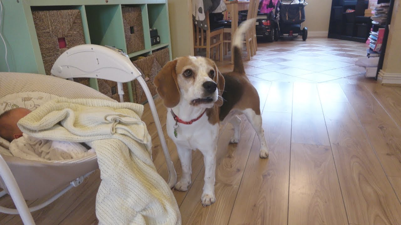 Heartwarming Welcome—Our Beagle Dogs Greet Their Newborn Human Sibling