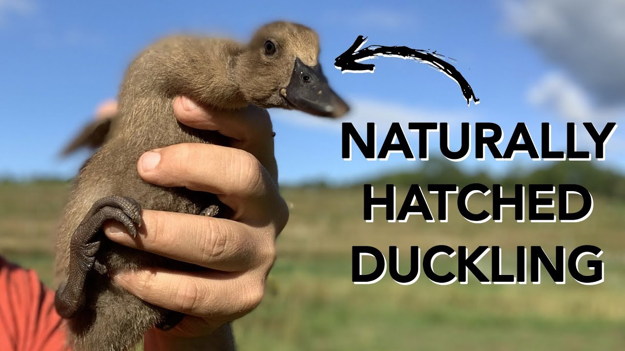 They Said NOT to Hatch Ducks Naturally