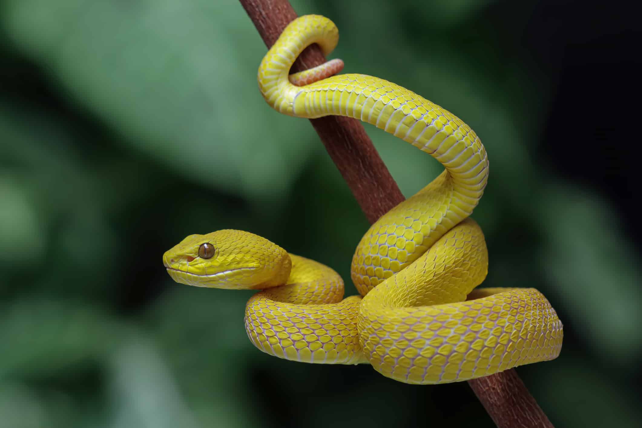 How Do Snakes Poop?