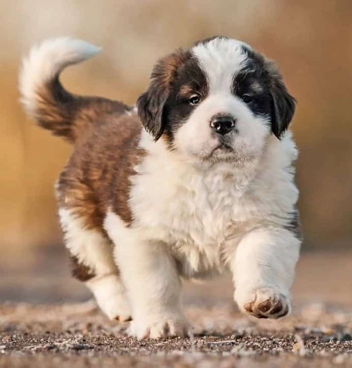 Top 3 health concerns for large breed dogs