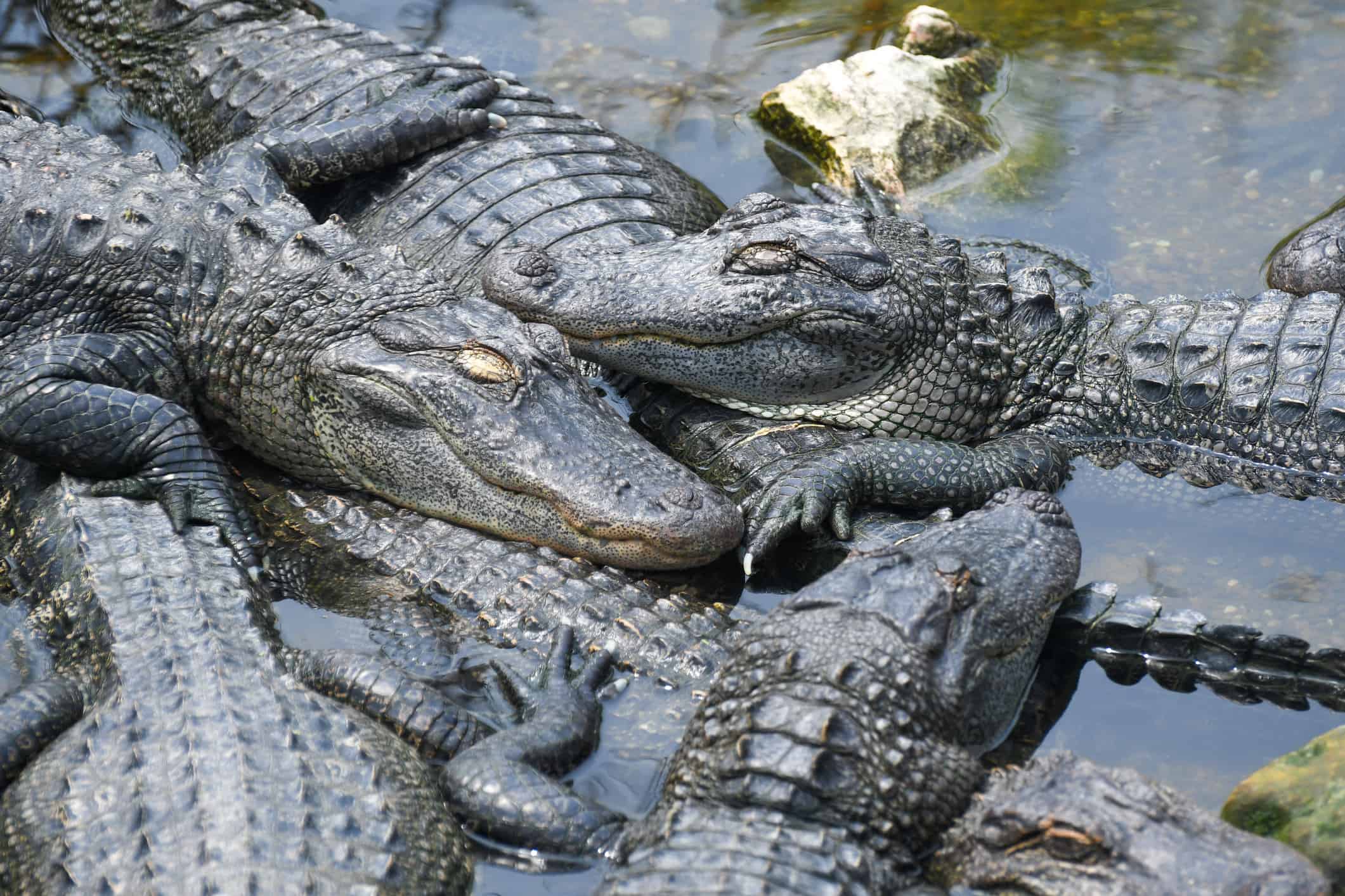 These Texas Lakes Are Crawling With Alligators