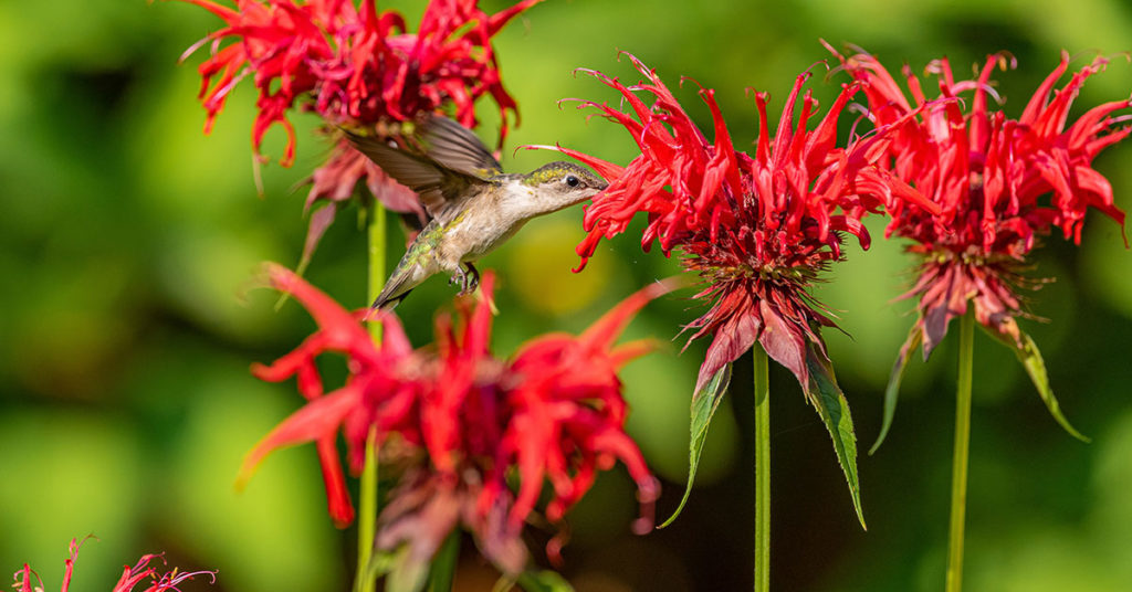 15 Nectar-Rich Flowers That Attract Bees, Butterflies, and Hummingbirds