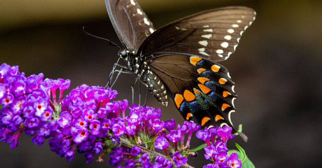 15 Nectar-Rich Flowers That Attract Bees, Butterflies, and Hummingbirds