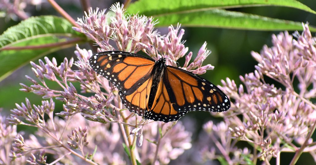 11 Flowers That Tolerate Heavy Clay Soil