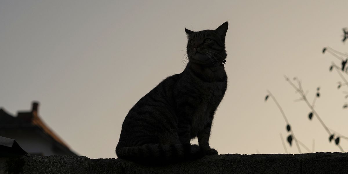 A New Cat Color Is Defying Genetic Expectations