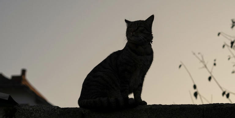 A New Cat Color Is Defying Genetic Expectations