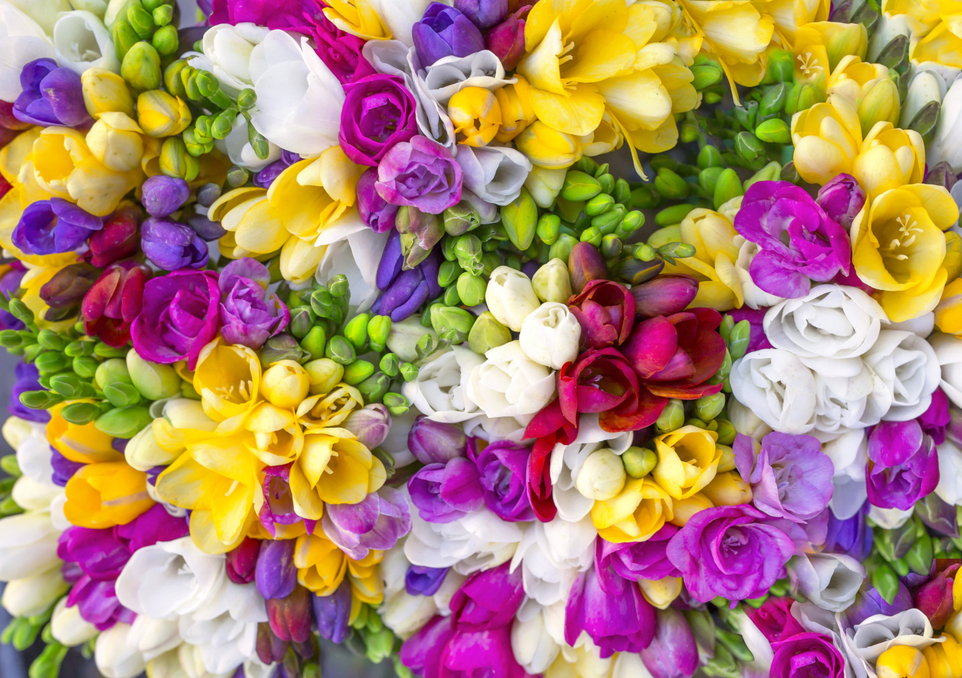 Le langage subtil des fleurs