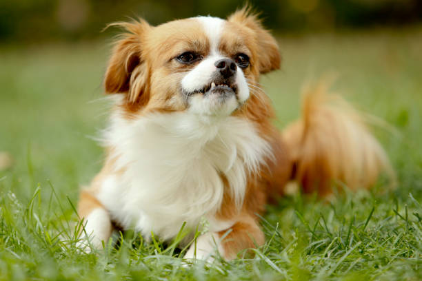 5 Raças De Cães Que São Extremamente Teimosas