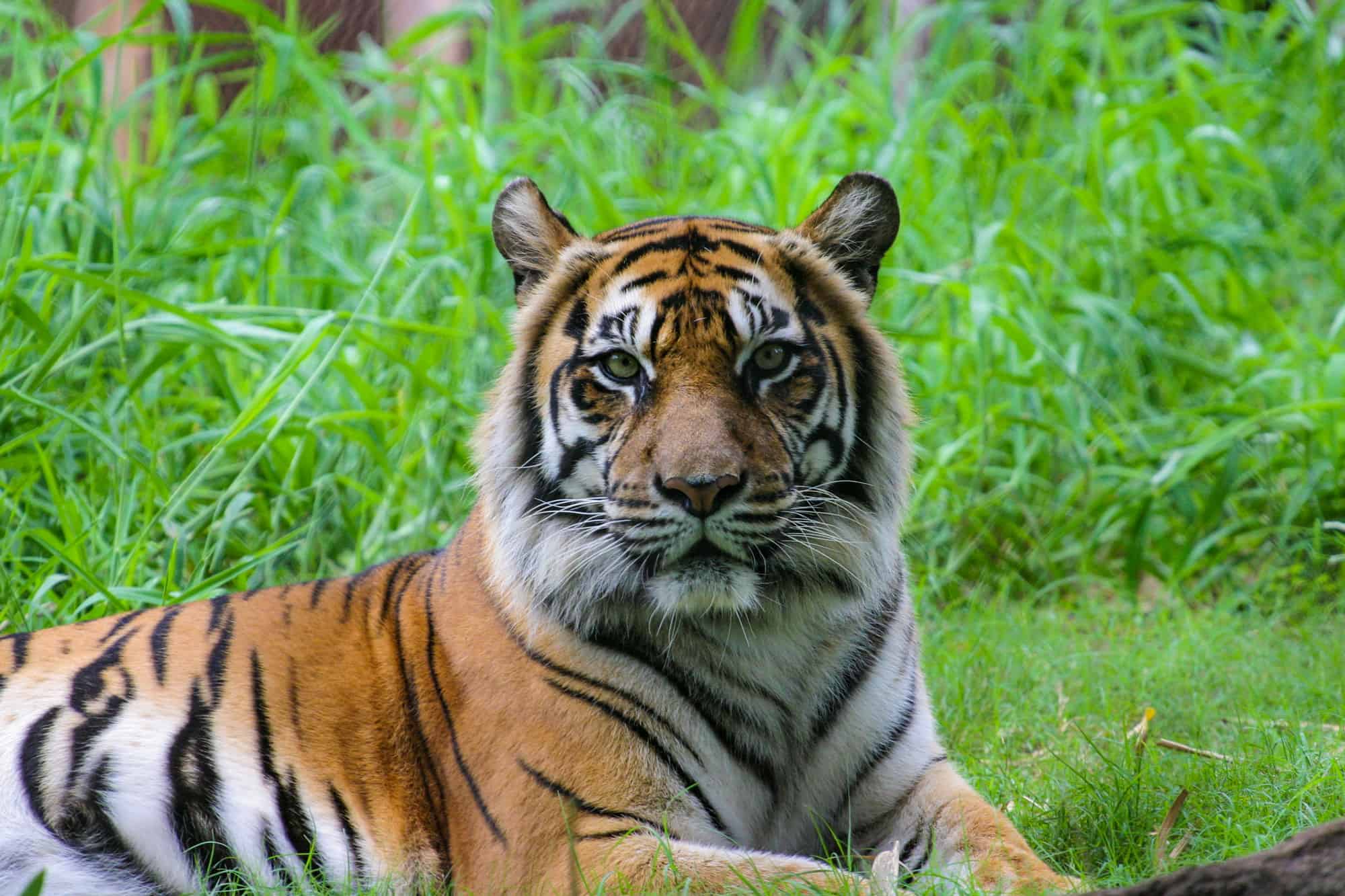 5 Animals That Can Kill and Eat Tigers