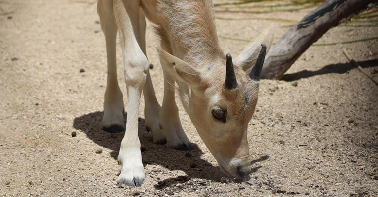 Baby Animals at Disney's Animal Kingdom: The Latest Updates