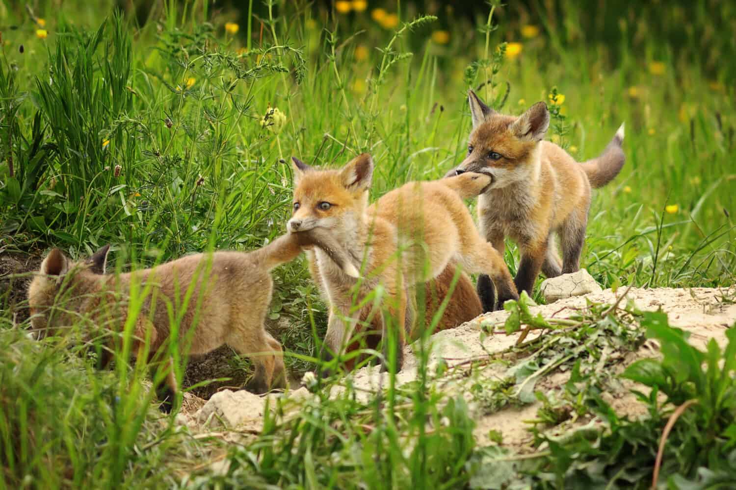 States with the Most Foxes in America