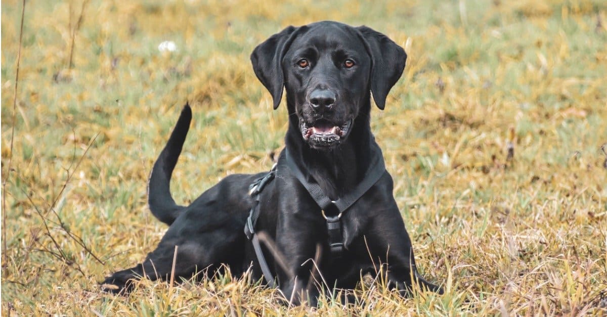 Discover 6 Beautiful Black Dog Breeds