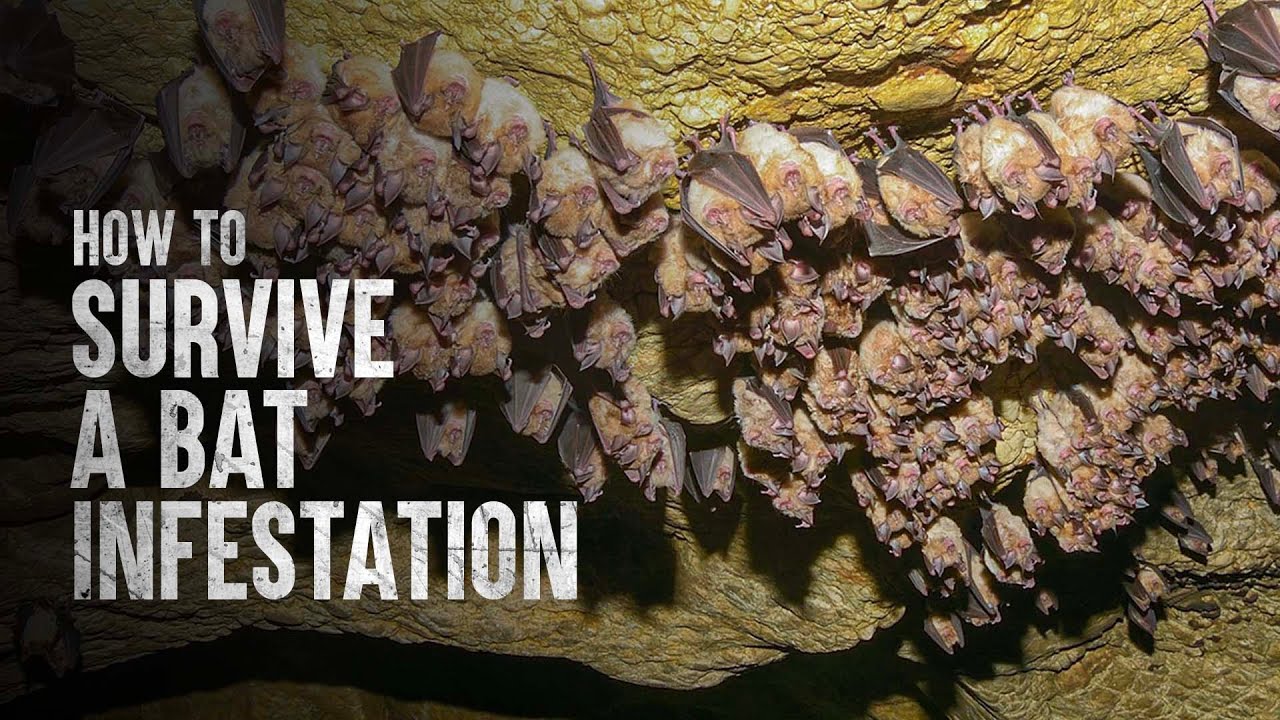 Bat infestation: What you should do