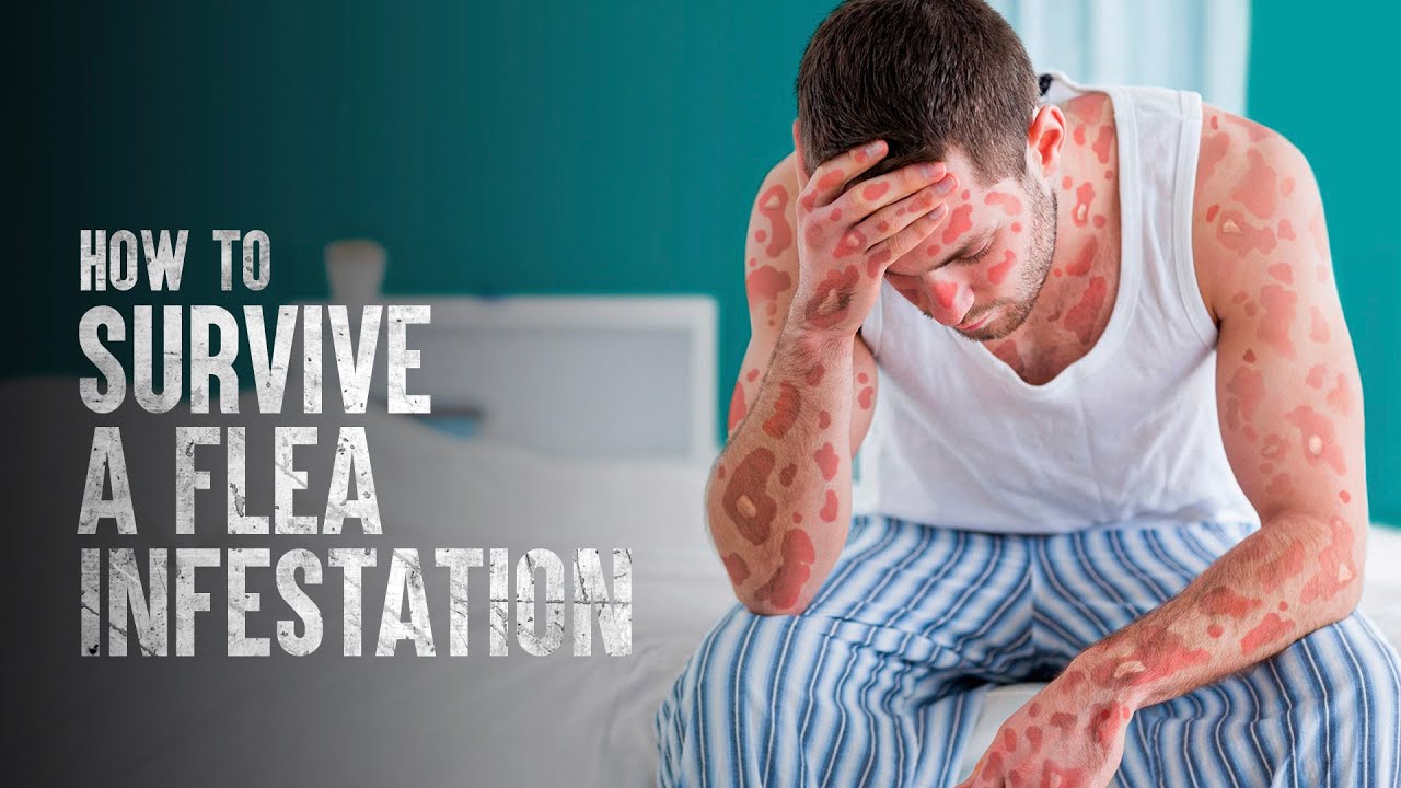 How to Handle a Flea Infestation