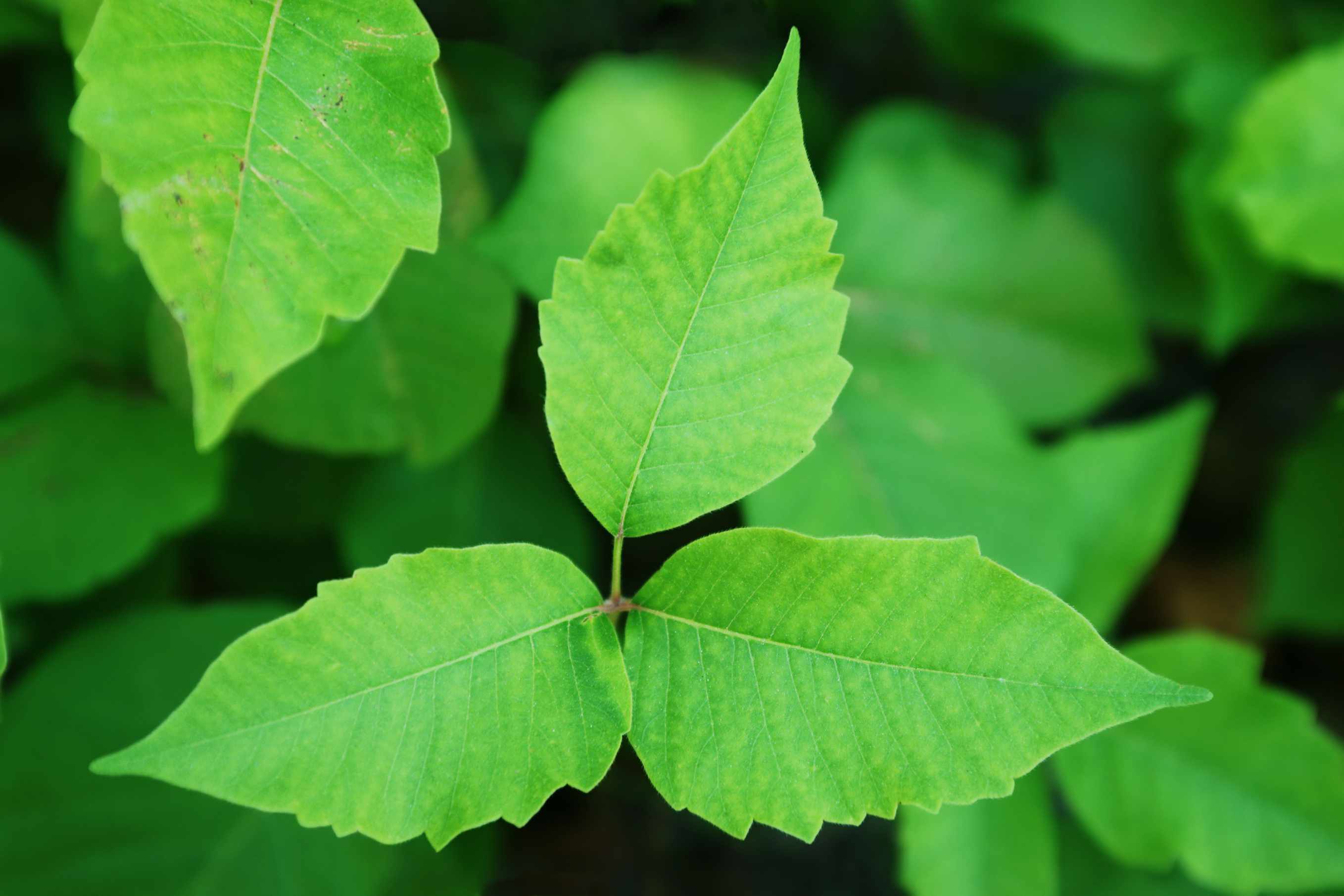 5 Homemade Solutions for Killing Poison Ivy
