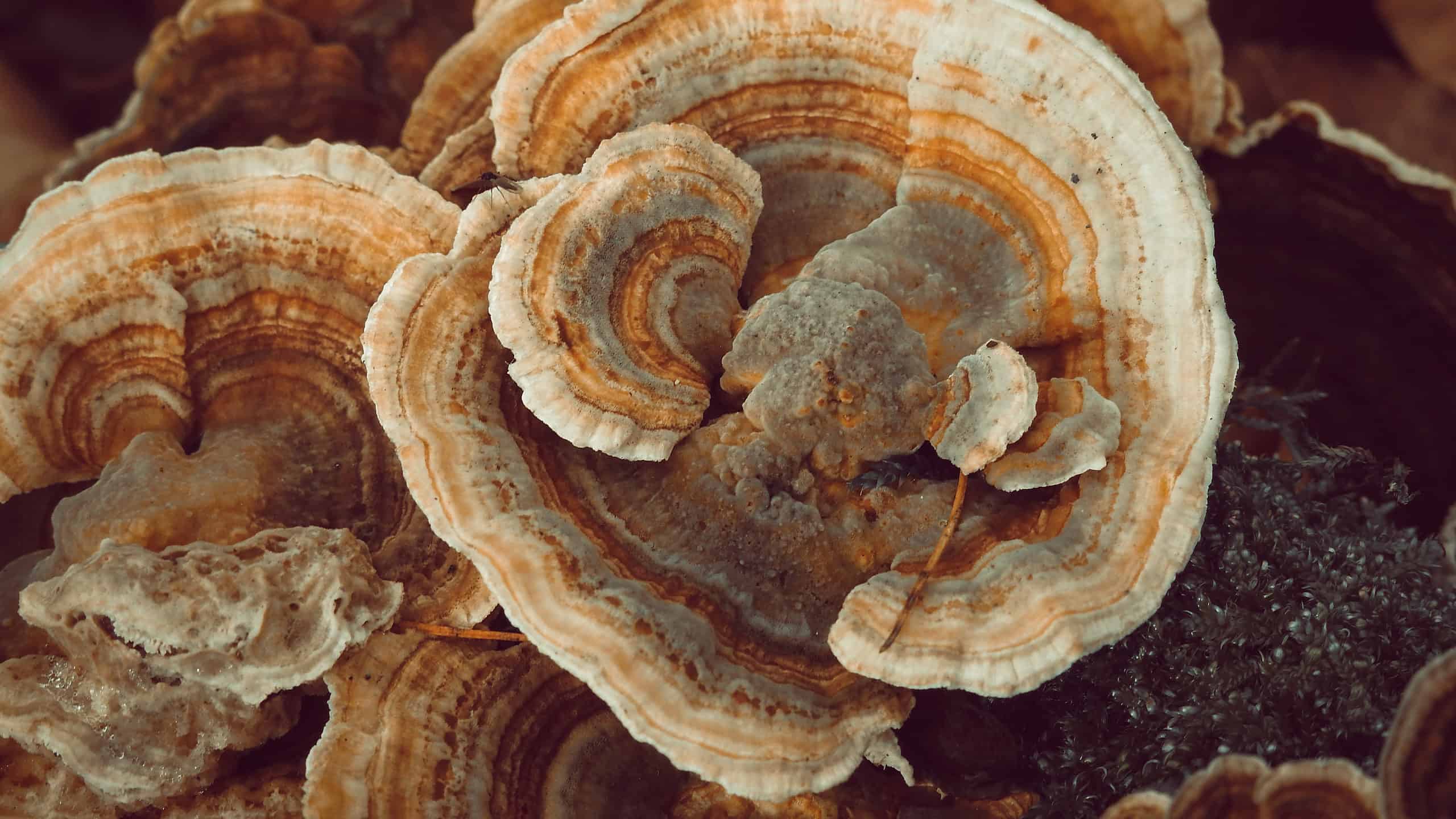 19 Mushrooms that Grow on Trees