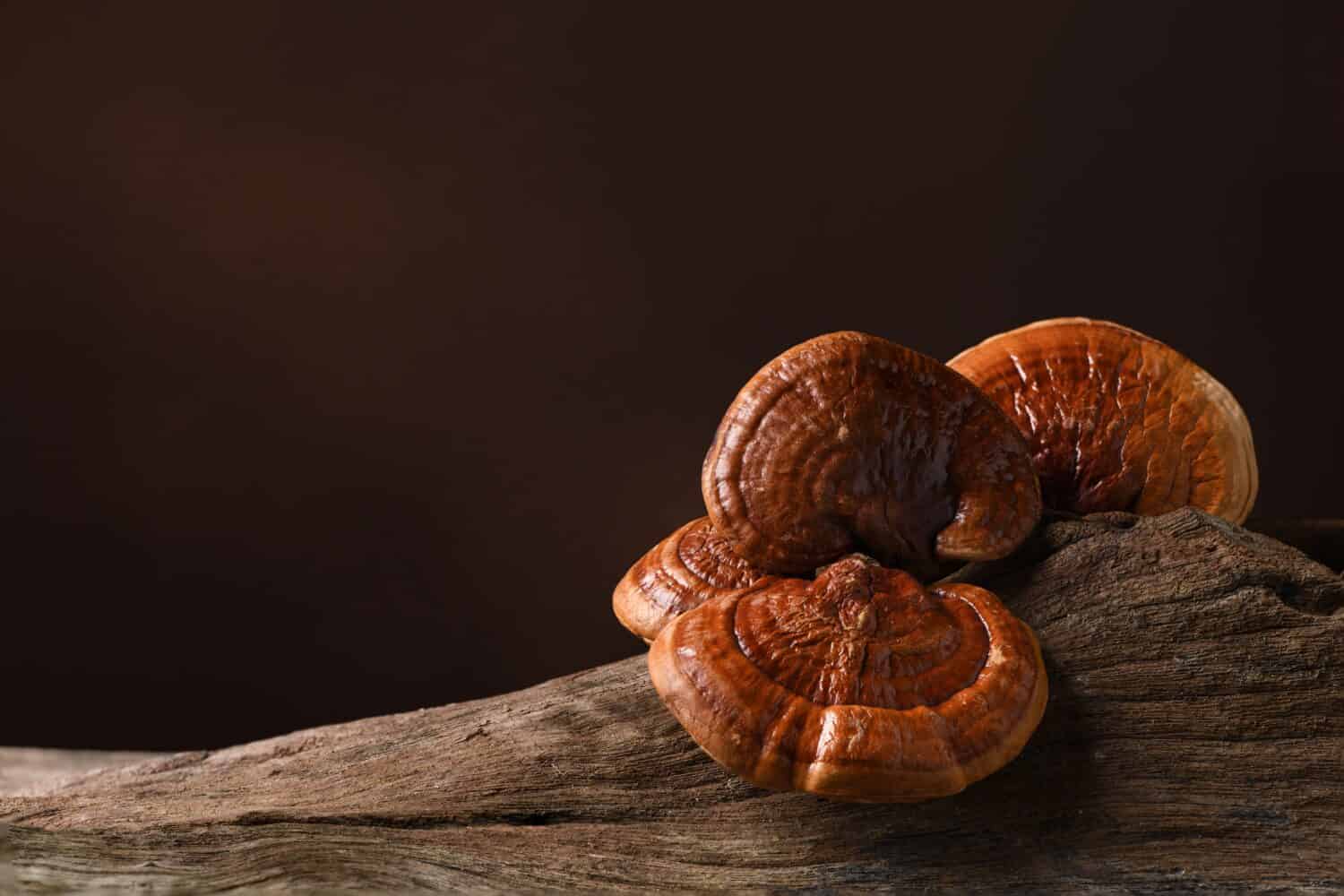 19 Mushrooms that Grow on Trees