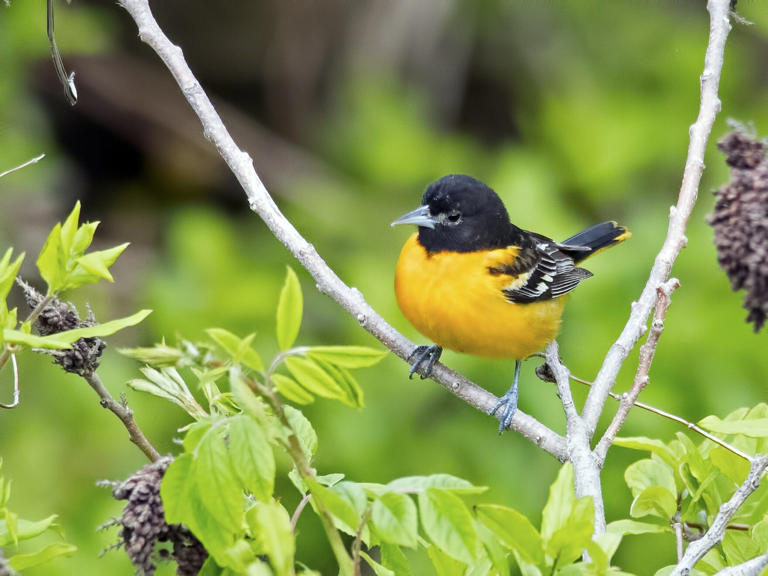 Interactive Baltimore oriole migration tracker map shows they're close