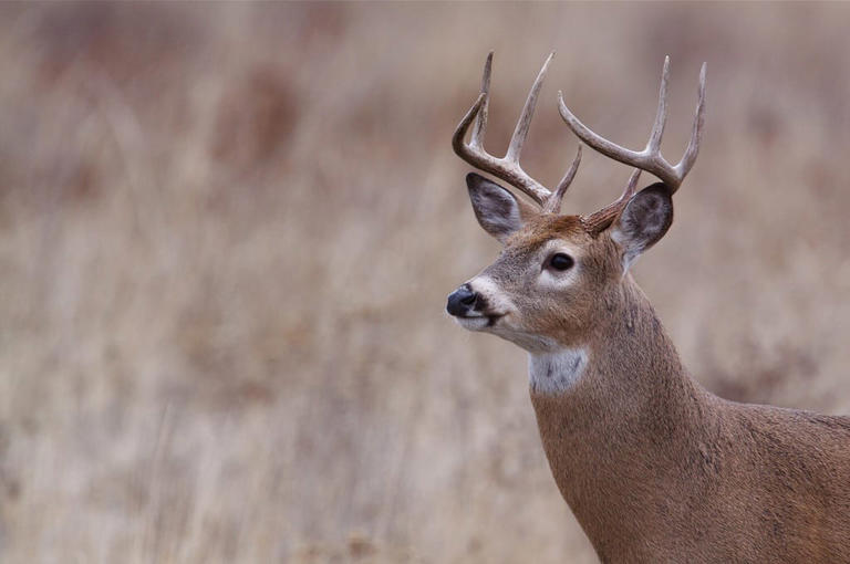 Hard Times Bring Good Times: Michigan’s Largest Whitetails Ever Harvested