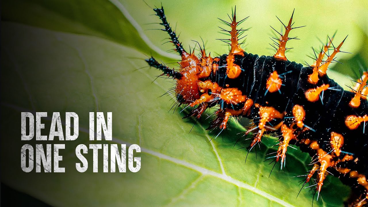 How to Survive an Attack from the Deadly Assassin Caterpillar