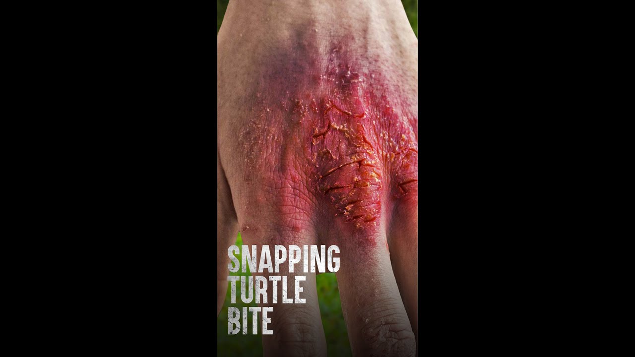 The Truth About Snapping Turtles and Their Bite