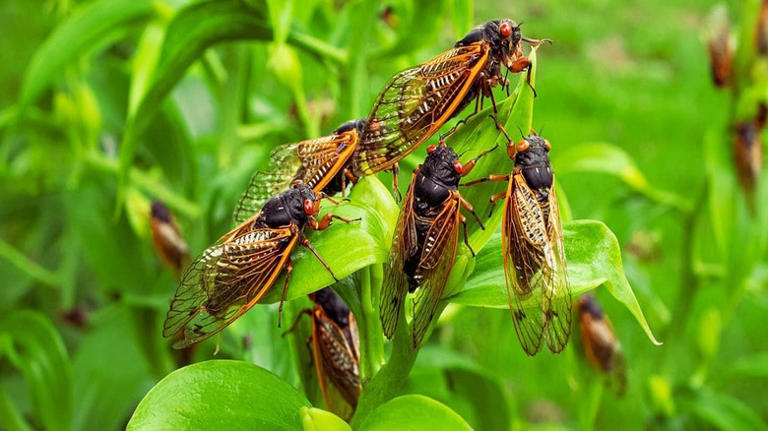 Surefire Ways To Tell Whether You're Dealing With Locusts Or Cicadas In ...