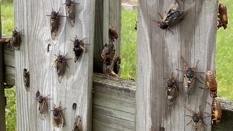 Surefire Ways To Tell Whether You're Dealing With Locusts Or Cicadas In ...
