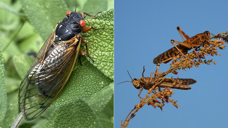 Surefire Ways To Tell Whether You're Dealing With Locusts Or Cicadas In ...