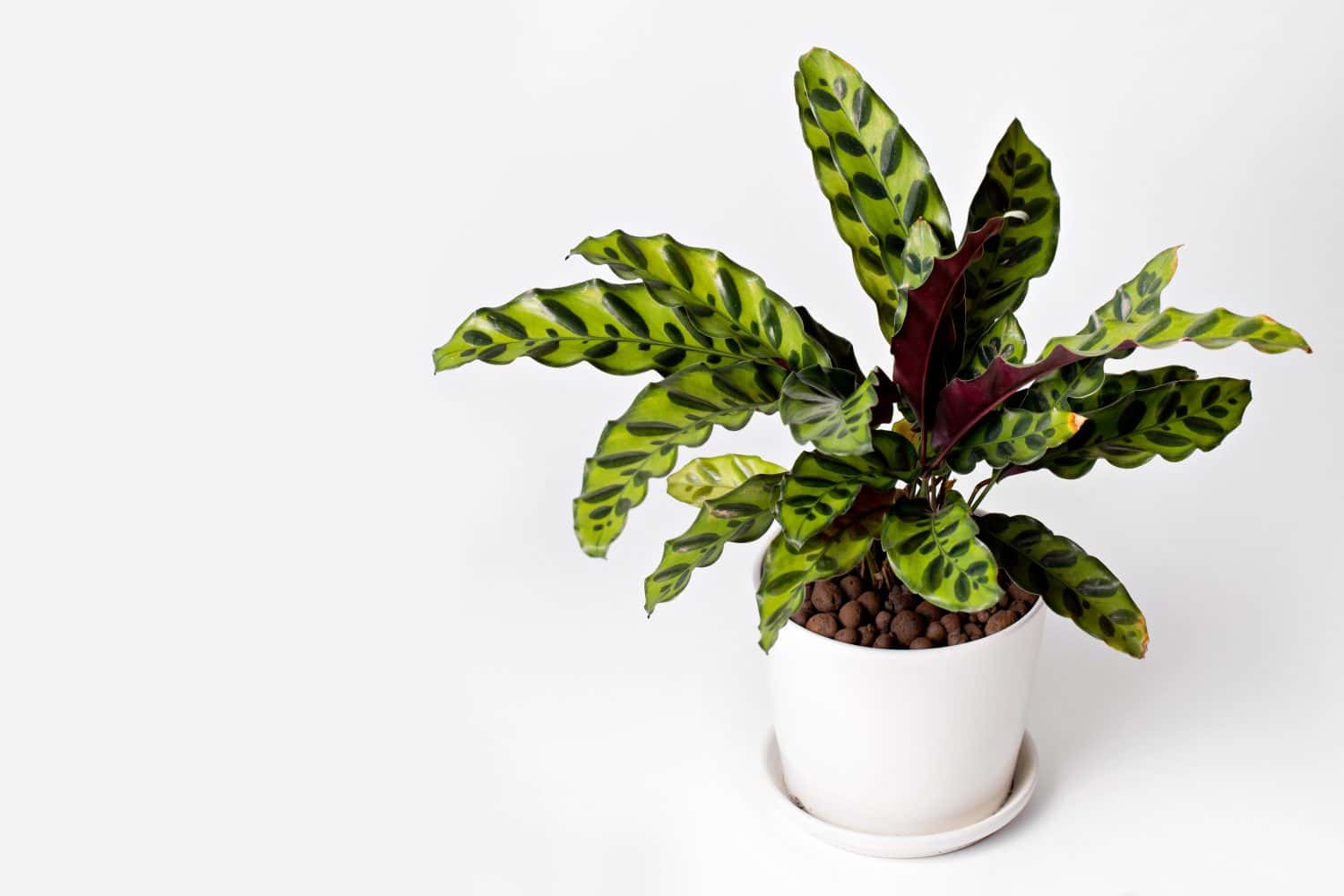 25 Houseplants That Are Safe for Dogs and Cats