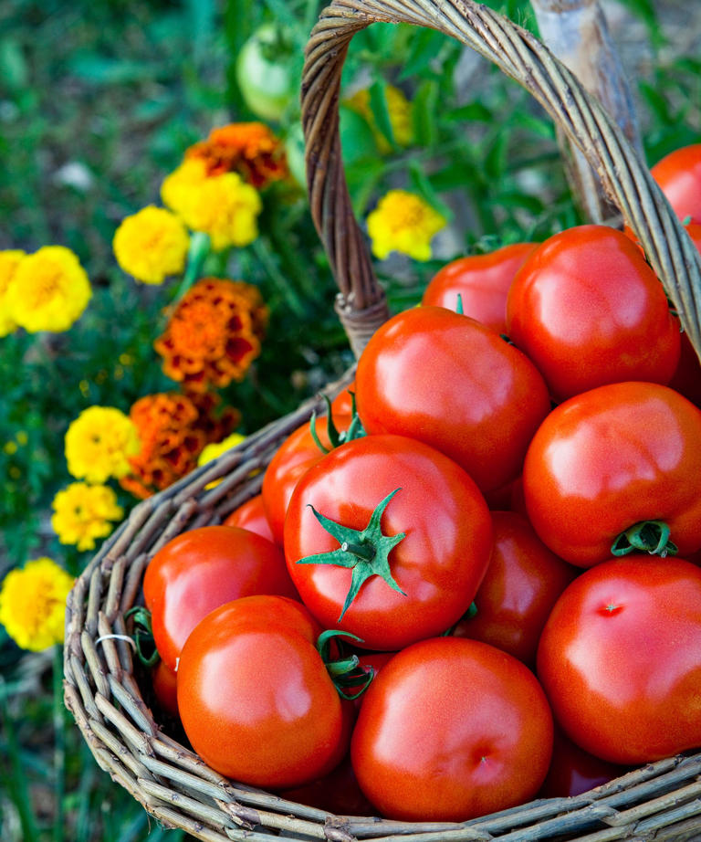 Want the best homegrown tomatoes ever? Plant them with marigolds, says ...