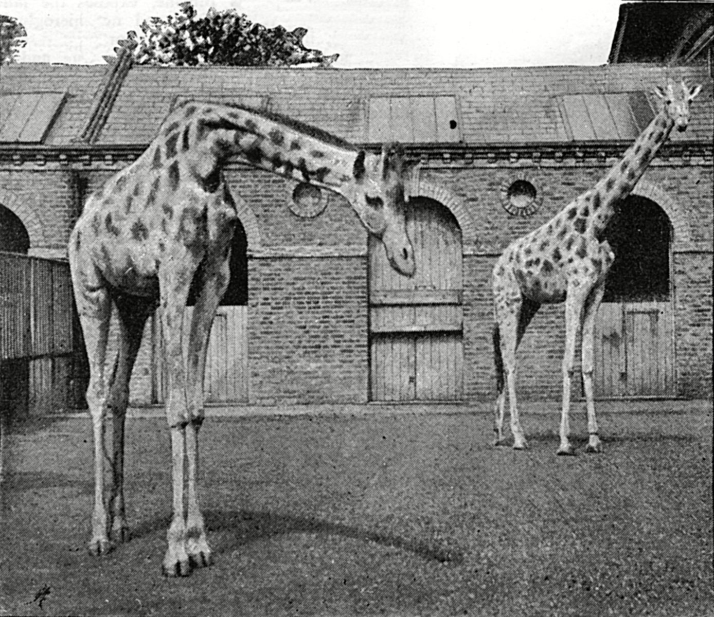 Historical pictures of old zoos from the last centuries