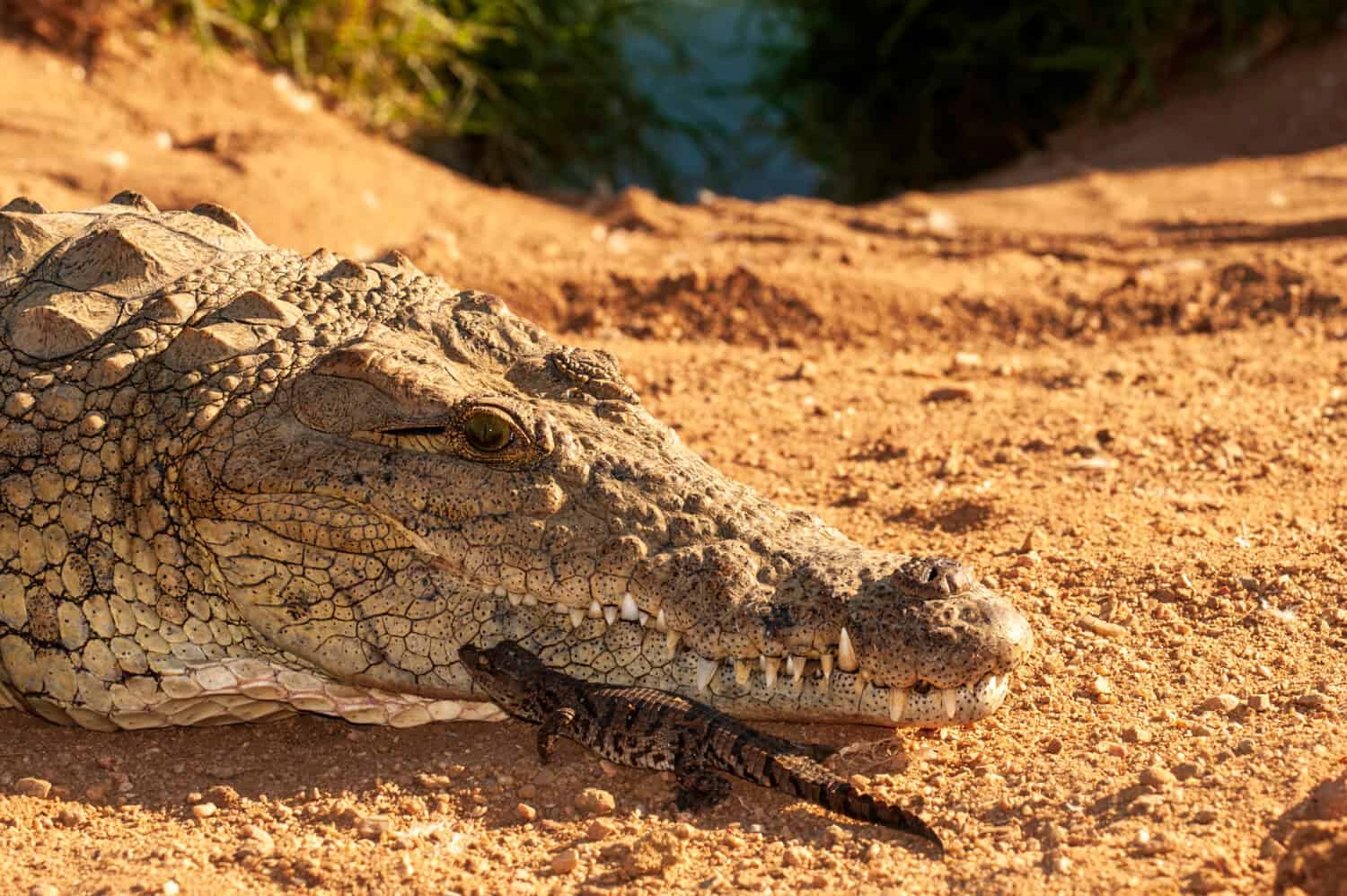 The Crocodiles that Live in the Sahara Desert