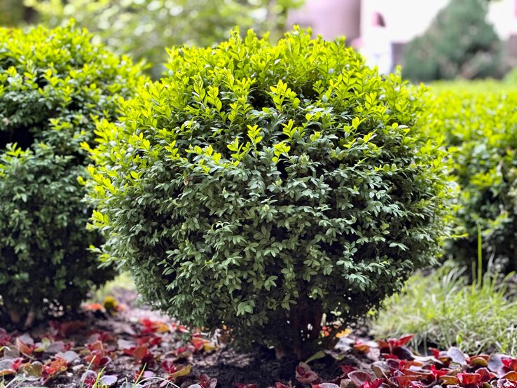 Statt Buchsbaum kaufen: Entdecke diese 3 robusten Alternativen