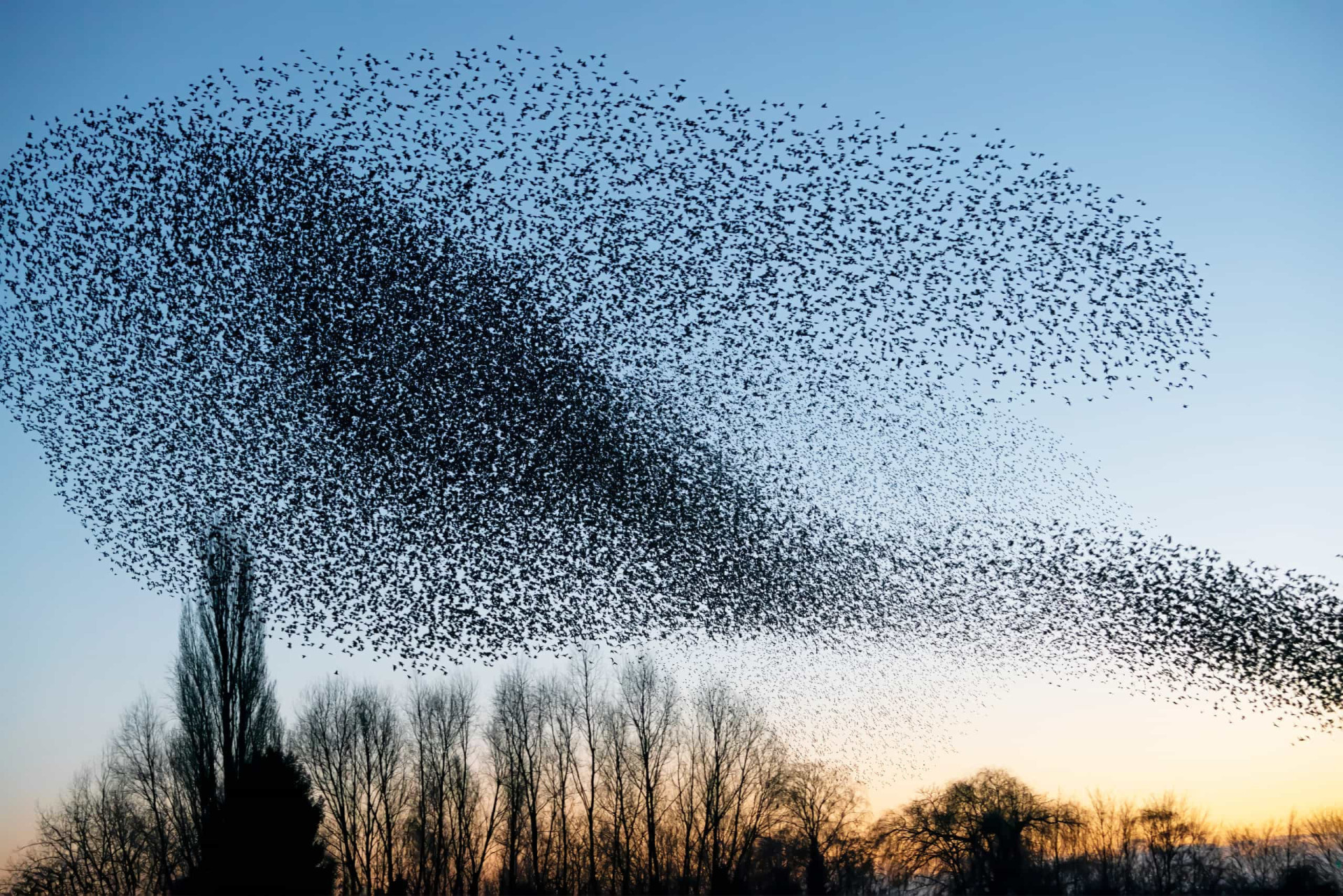 Mass migration: the reason birds are flocking to cities