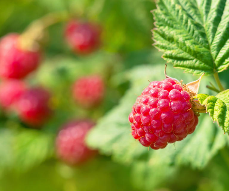 What to do with raspberry plants in June for the best yields of sharp ...