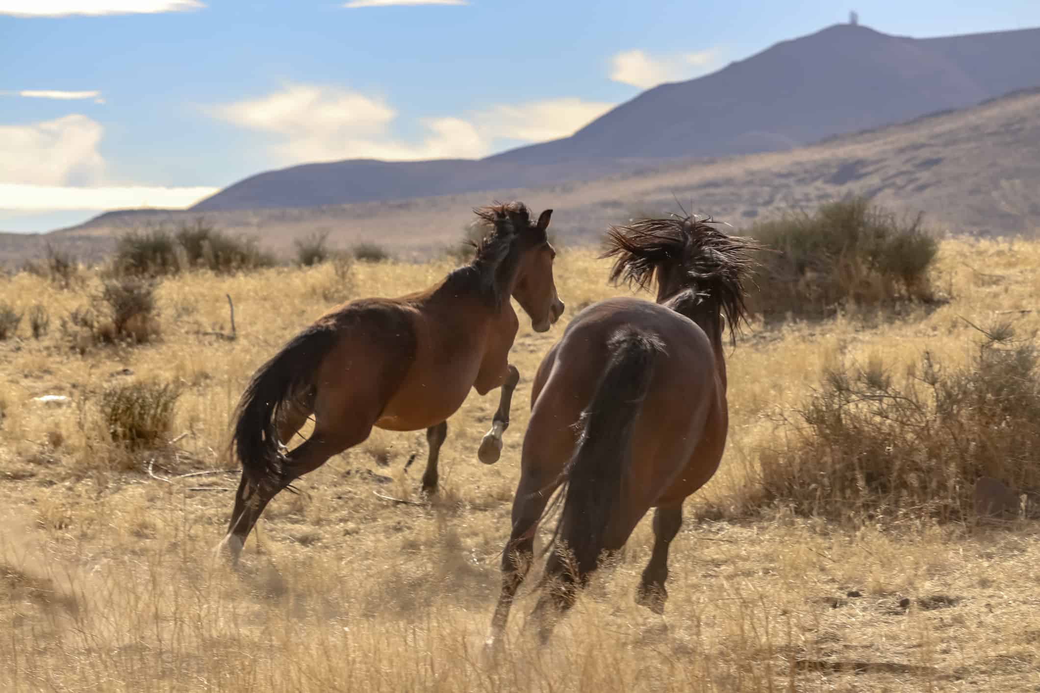 These States Have the Most Wild Mustangs