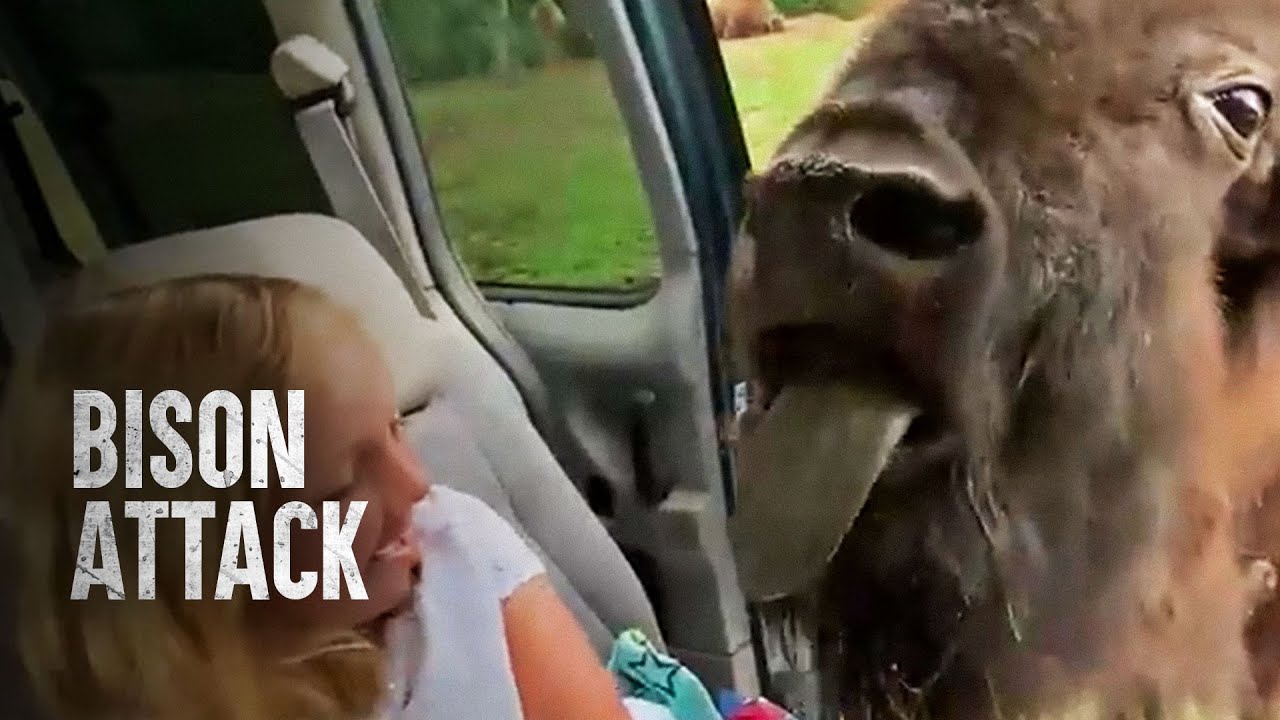 Strategies for Surviving a Bison Encounter
