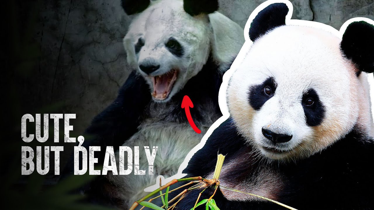 Top 5 cutest animals that could actually kill you