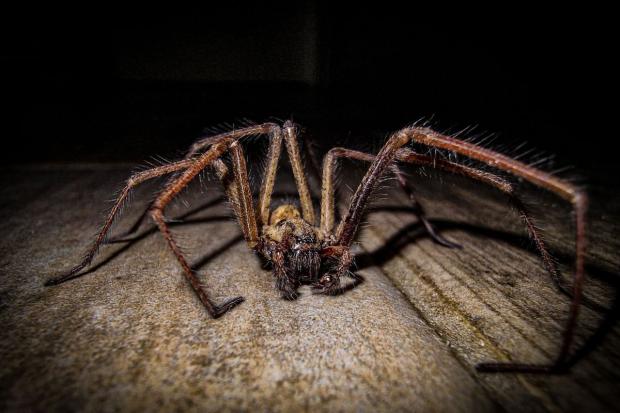 The UK's biggest spider believed to be hiding inside UK homes