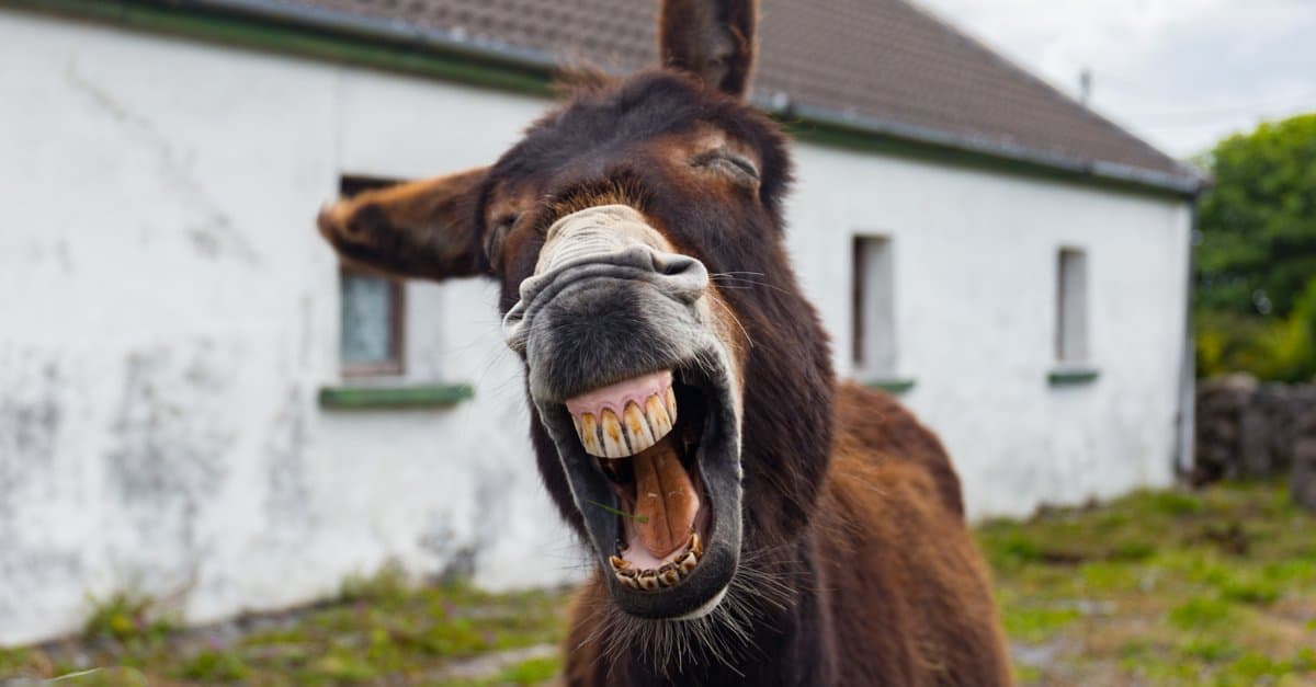 Donkey Teeth: Everything You Need to Know