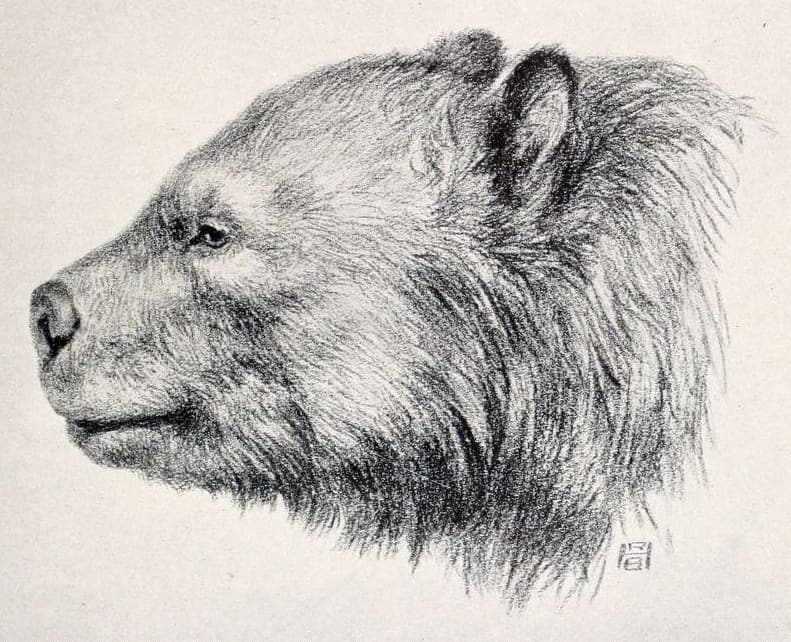 The Largest Bear Ever: A Giant That Dwarfed Today’s Kodiaks