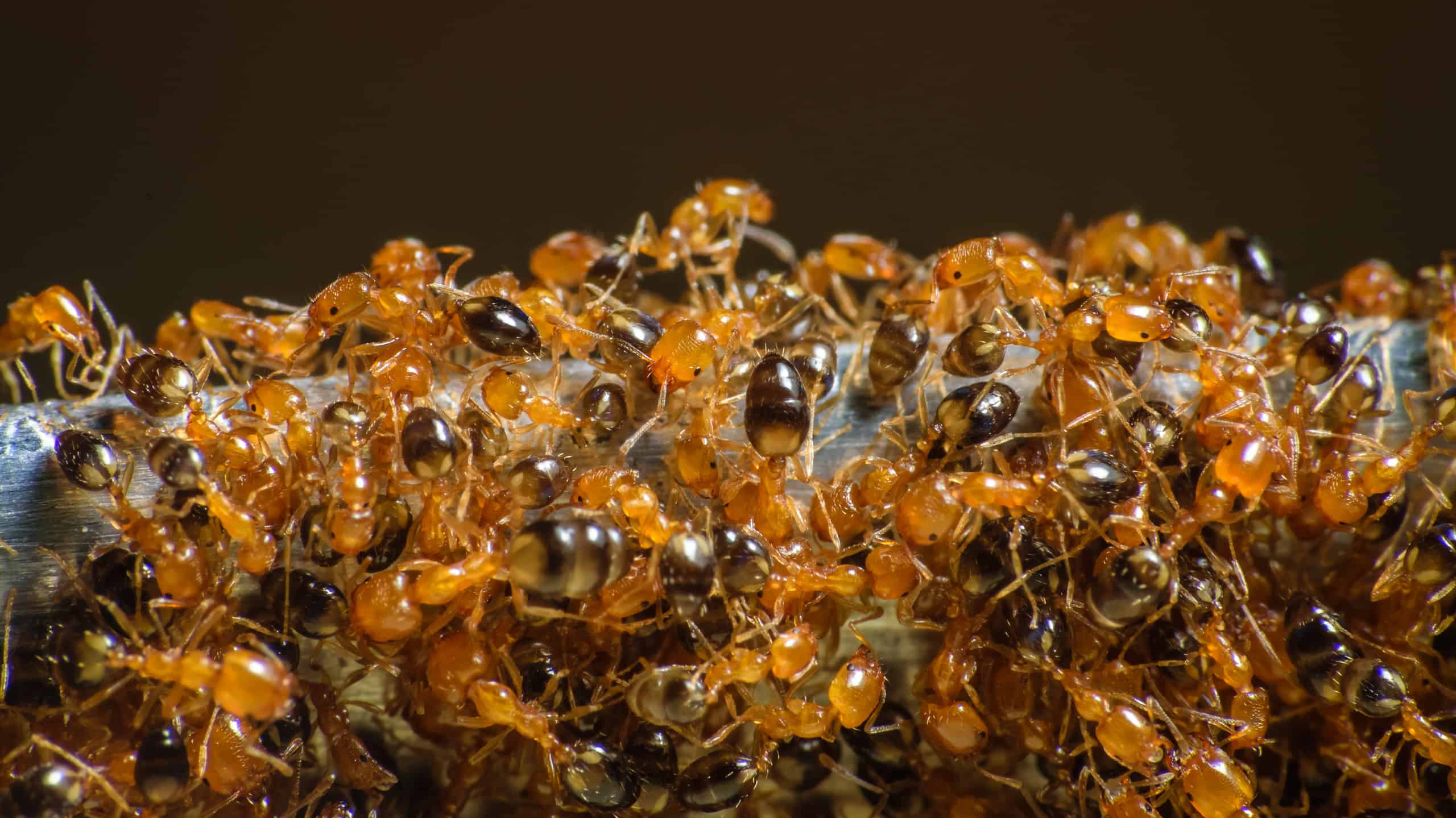 10 Fascinating Facts We Didn’t Know About Insects