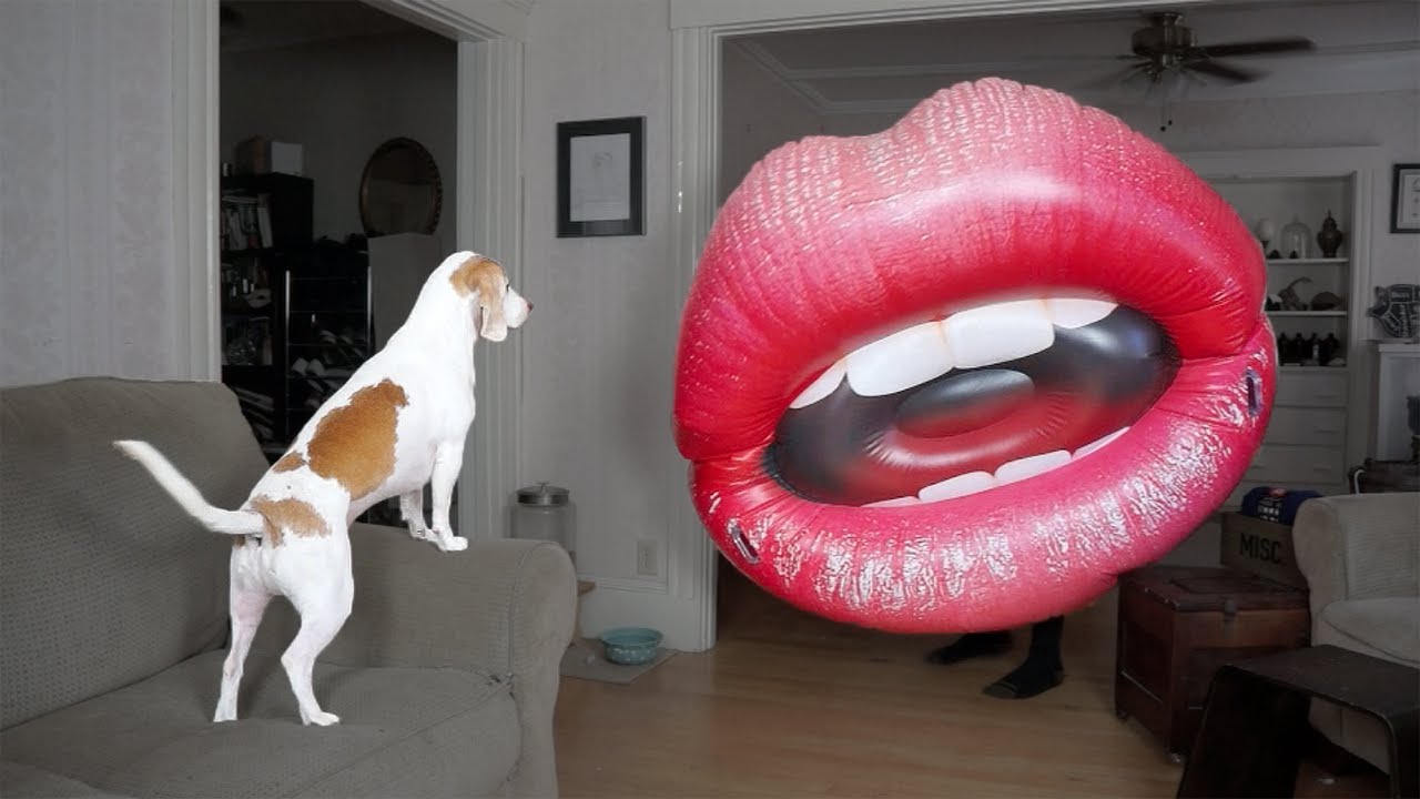 A dog confronts a prank involving oversized lips